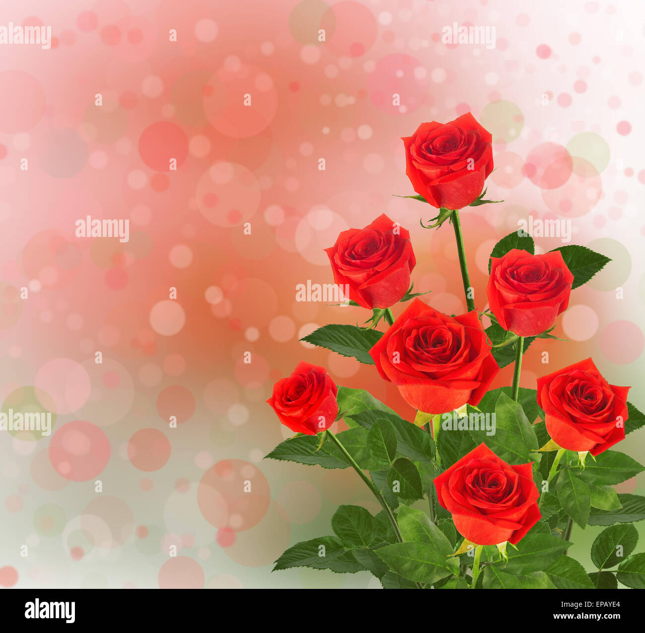 Vermilion roses hi-res stock photography and images - Alamy