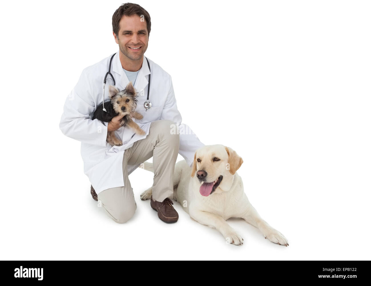 Handsome vet posing with yorkshire terrier and yellow labrador Stock ...