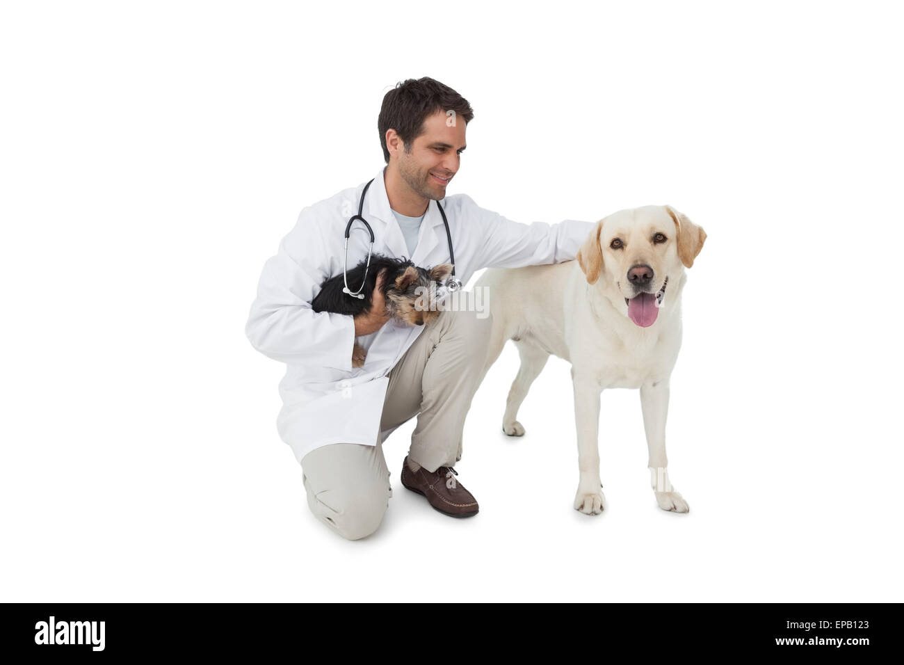 Happy vet posing with yorkshire terrier and yellow labrador Stock Photo ...