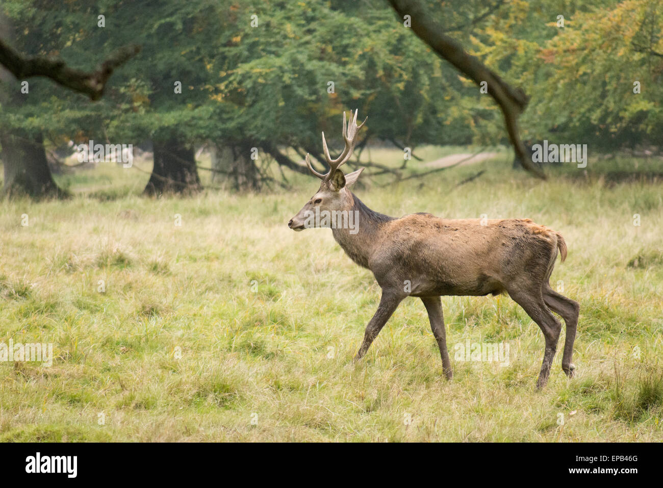 Male red deer, Cervus elaphus in a forest in autumn Stock Photo - Alamy