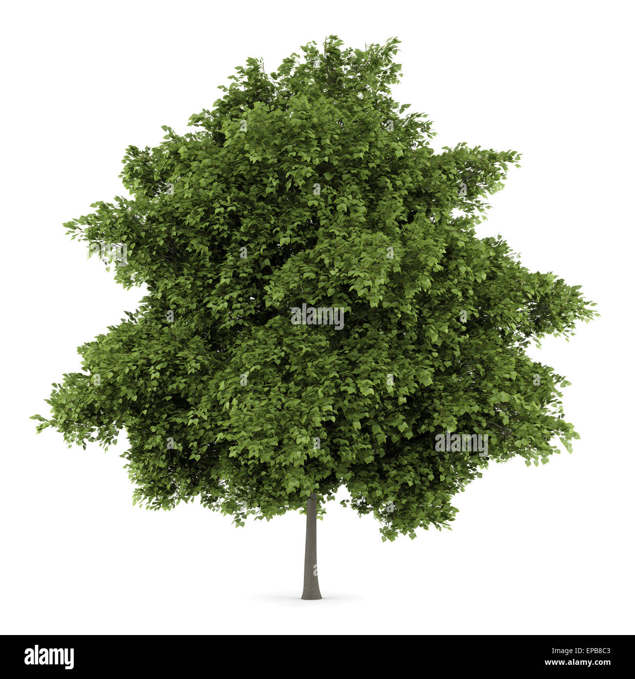 small-leaved lime tree isolated on white Stock Photo - Alamy
