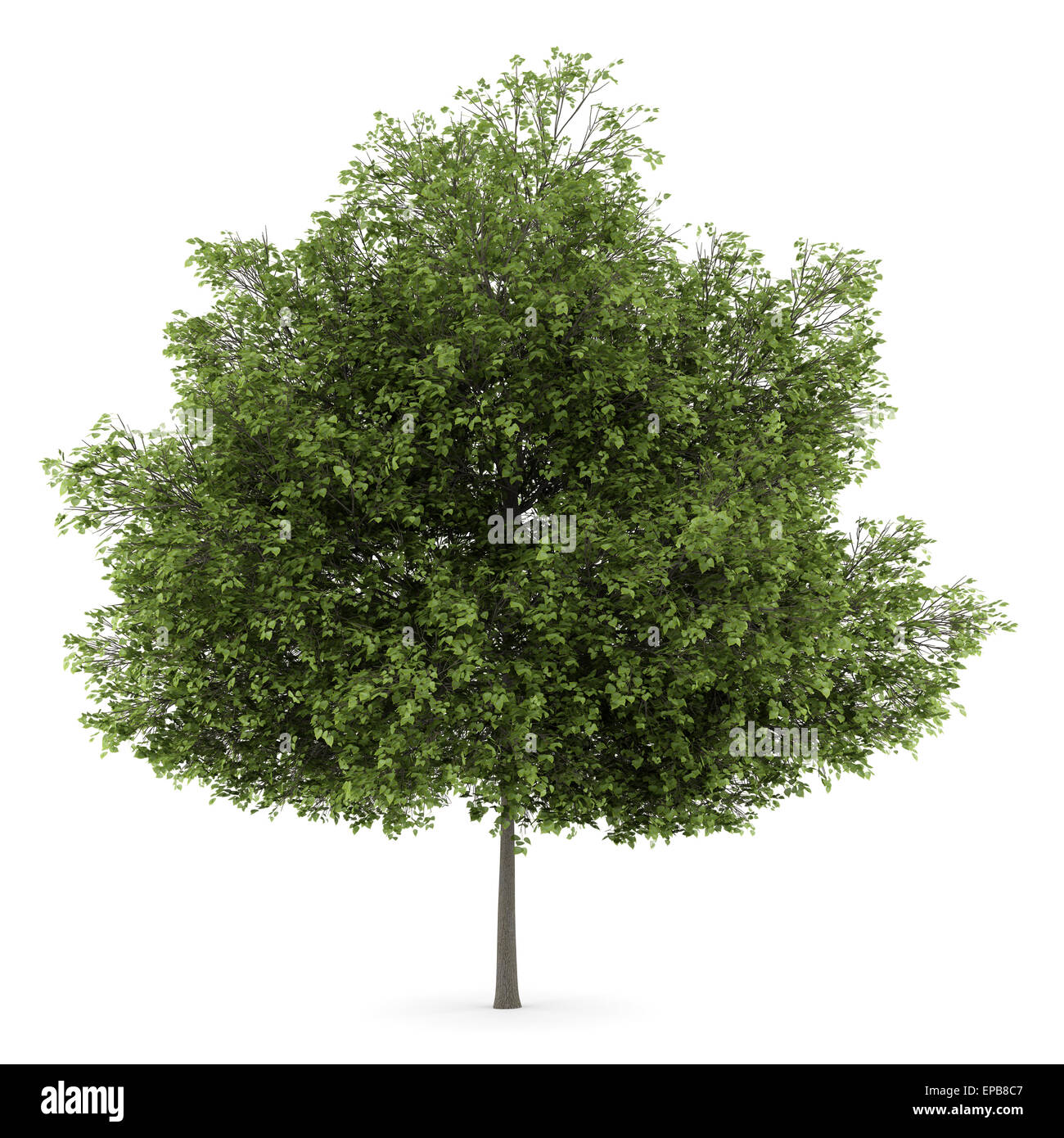 Small leaved lime (tilia cordata) Cut Out Stock Images & Pictures - Alamy