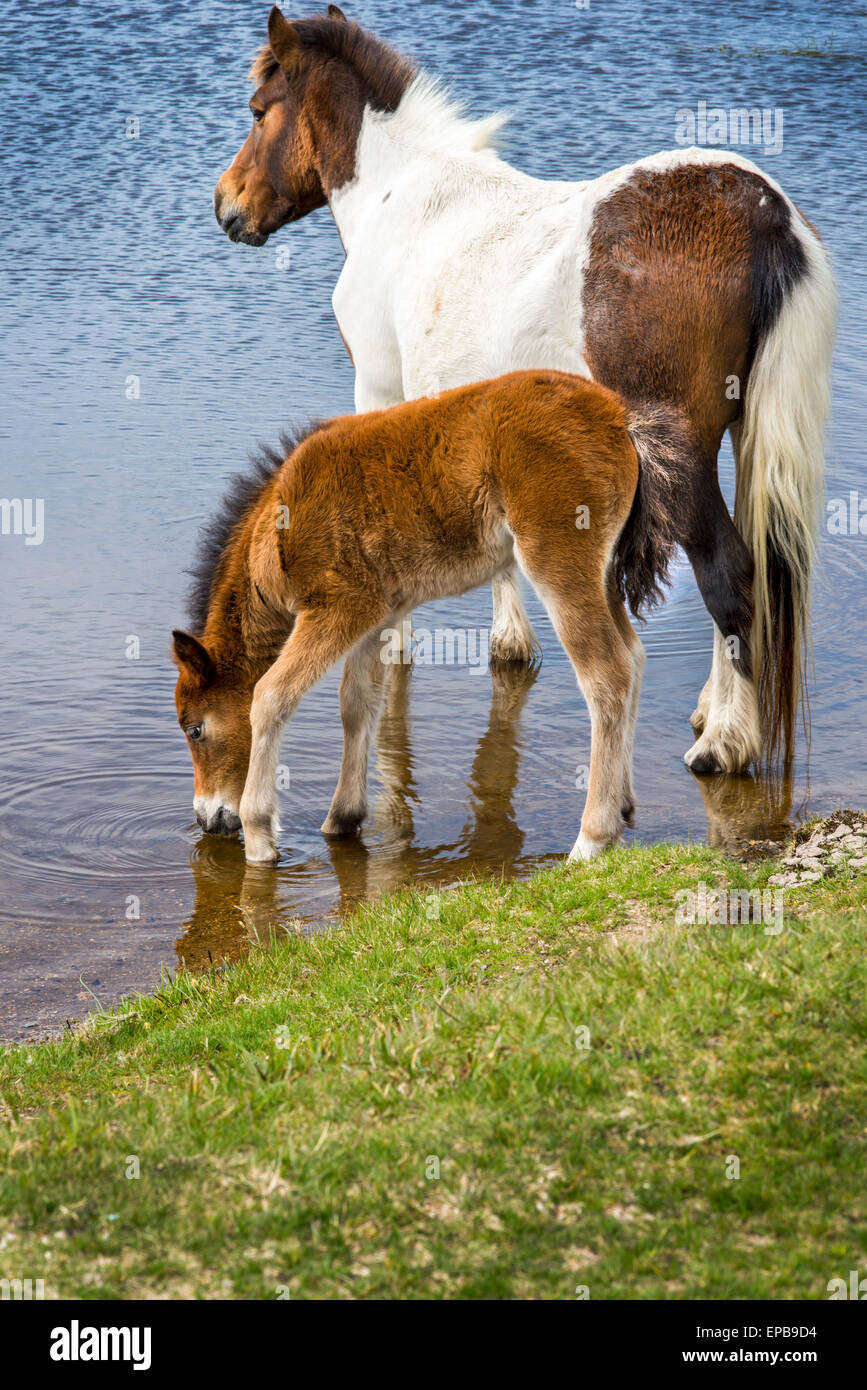 Wild mare with foal drinking water on the Dartmoor moor, Devon, England ...