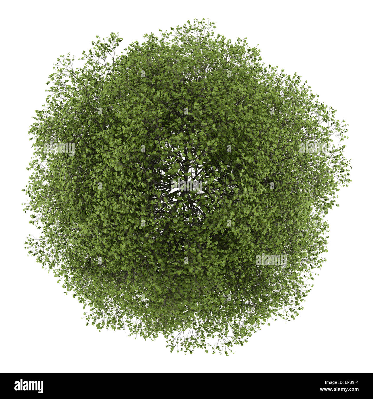 Top view small leaved lime tree hi-res stock photography and images - Alamy