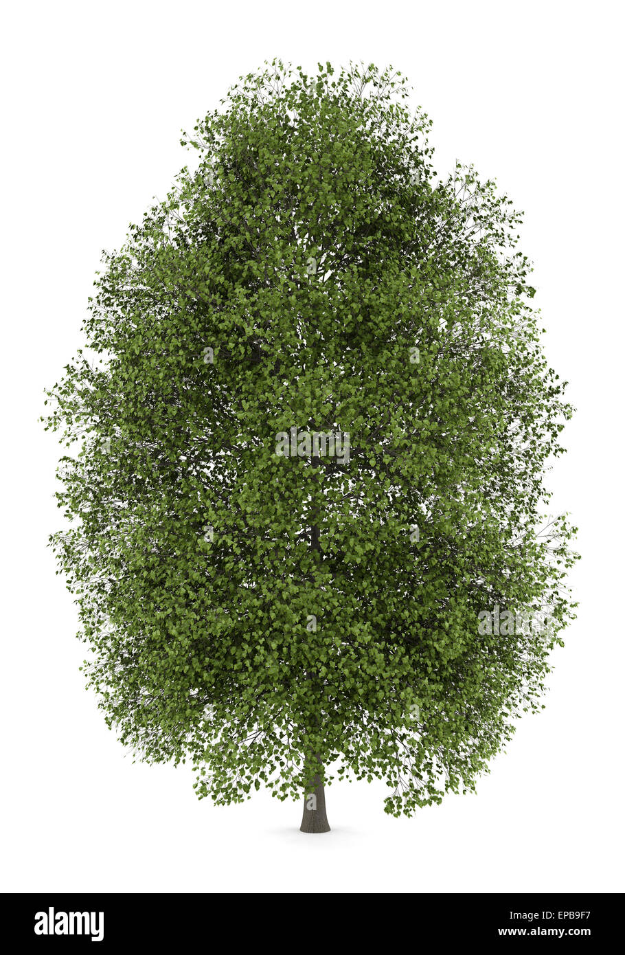 small-leaved lime tree isolated on white Stock Photo - Alamy