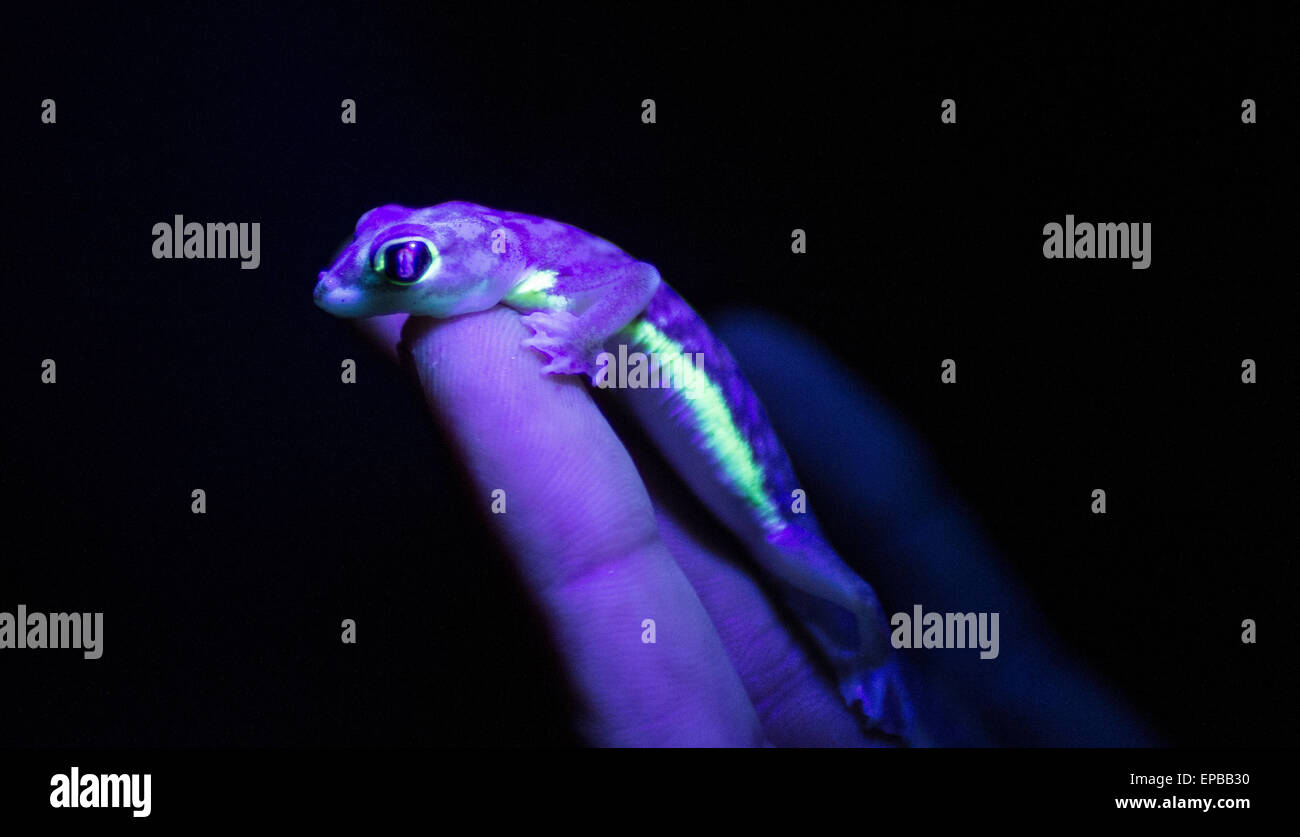 Lizard namibia hi-res stock photography and images - Alamy