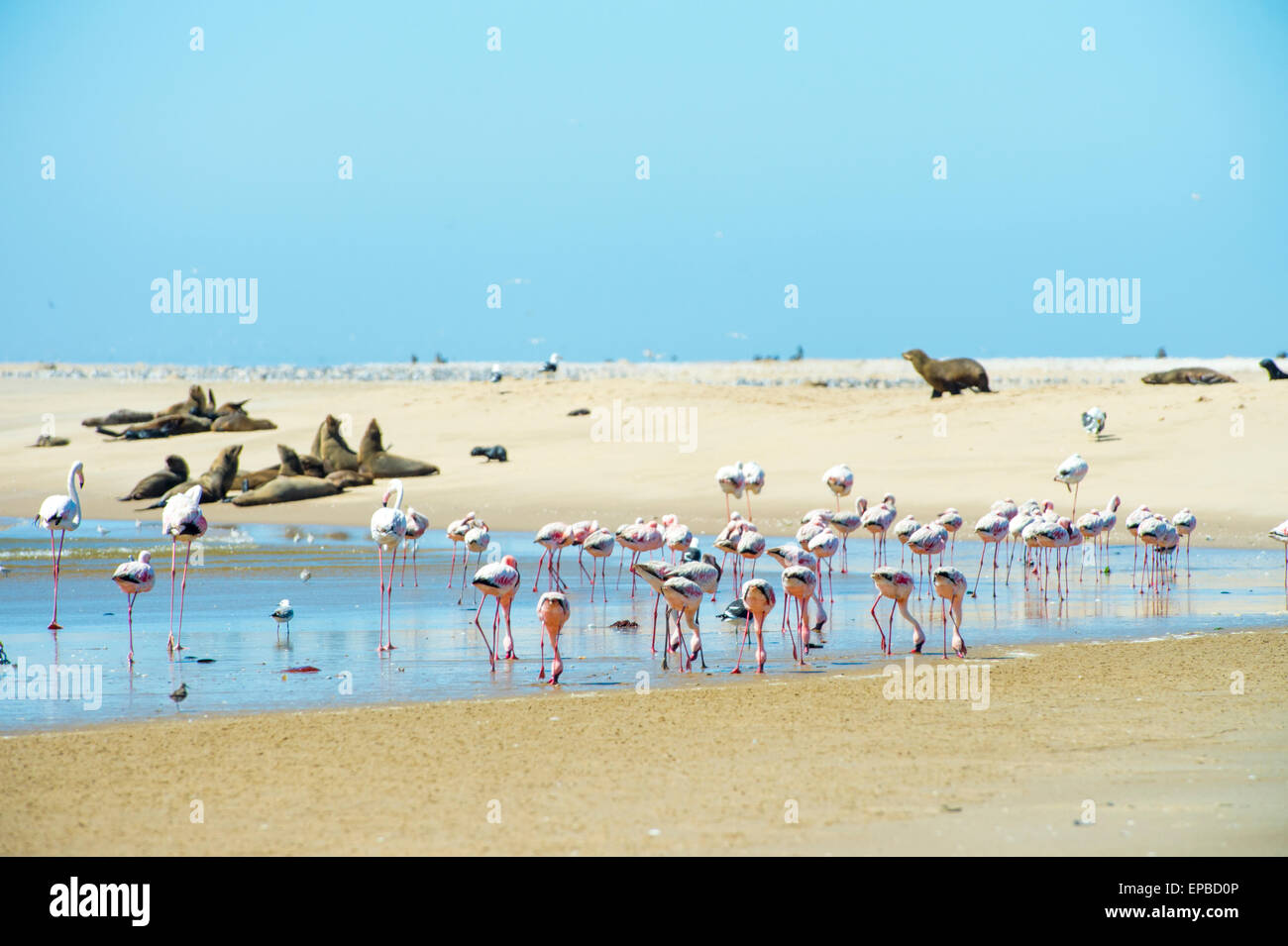 Walvis bay beach hi-res stock photography and images - Alamy