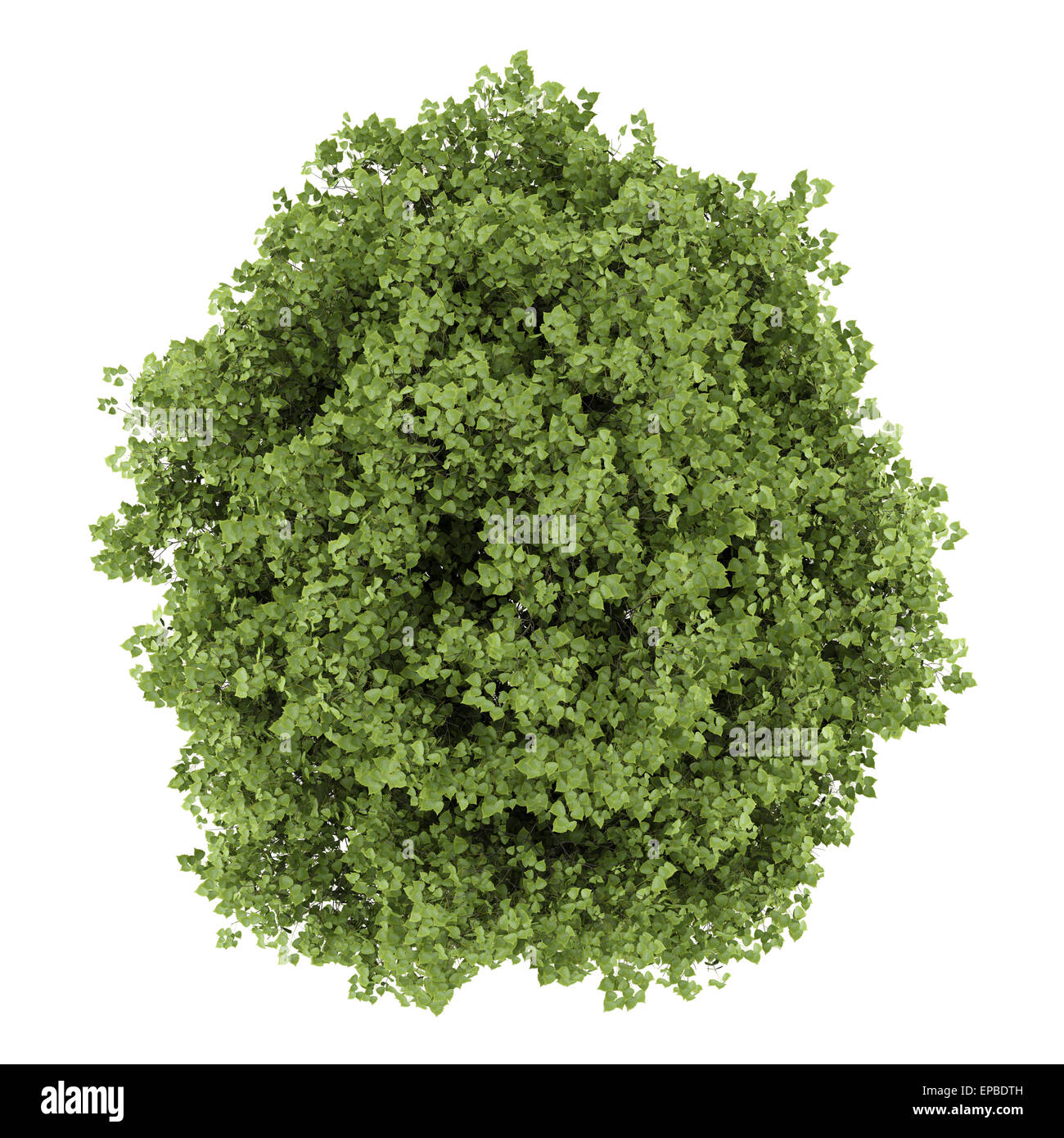 Top view small leaved lime tree hi-res stock photography and images - Alamy