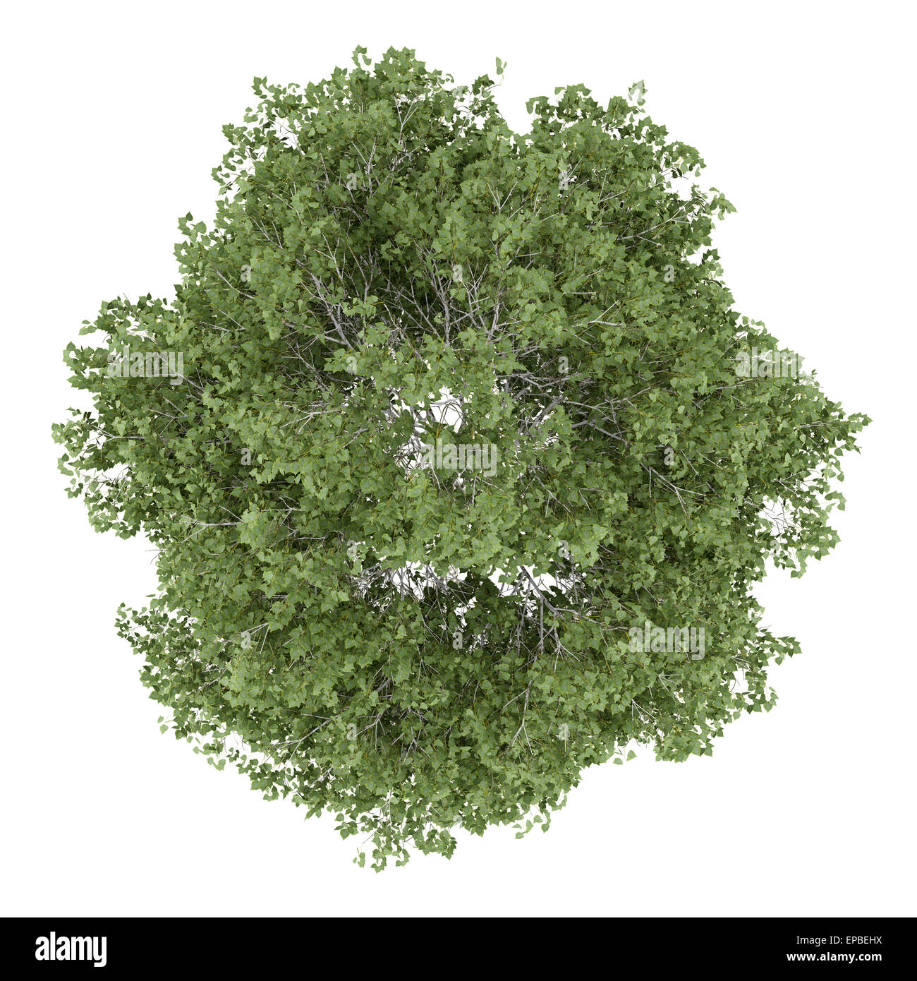 top view of silver birch tree isolated on white Stock Photo - Alamy