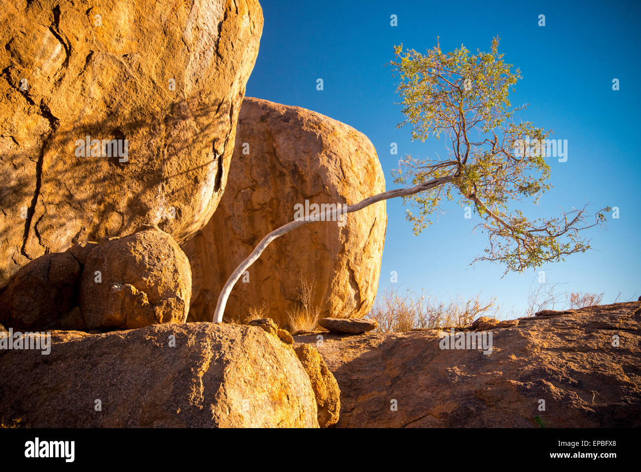 Growing out of rocks hi-res stock photography and images - Alamy