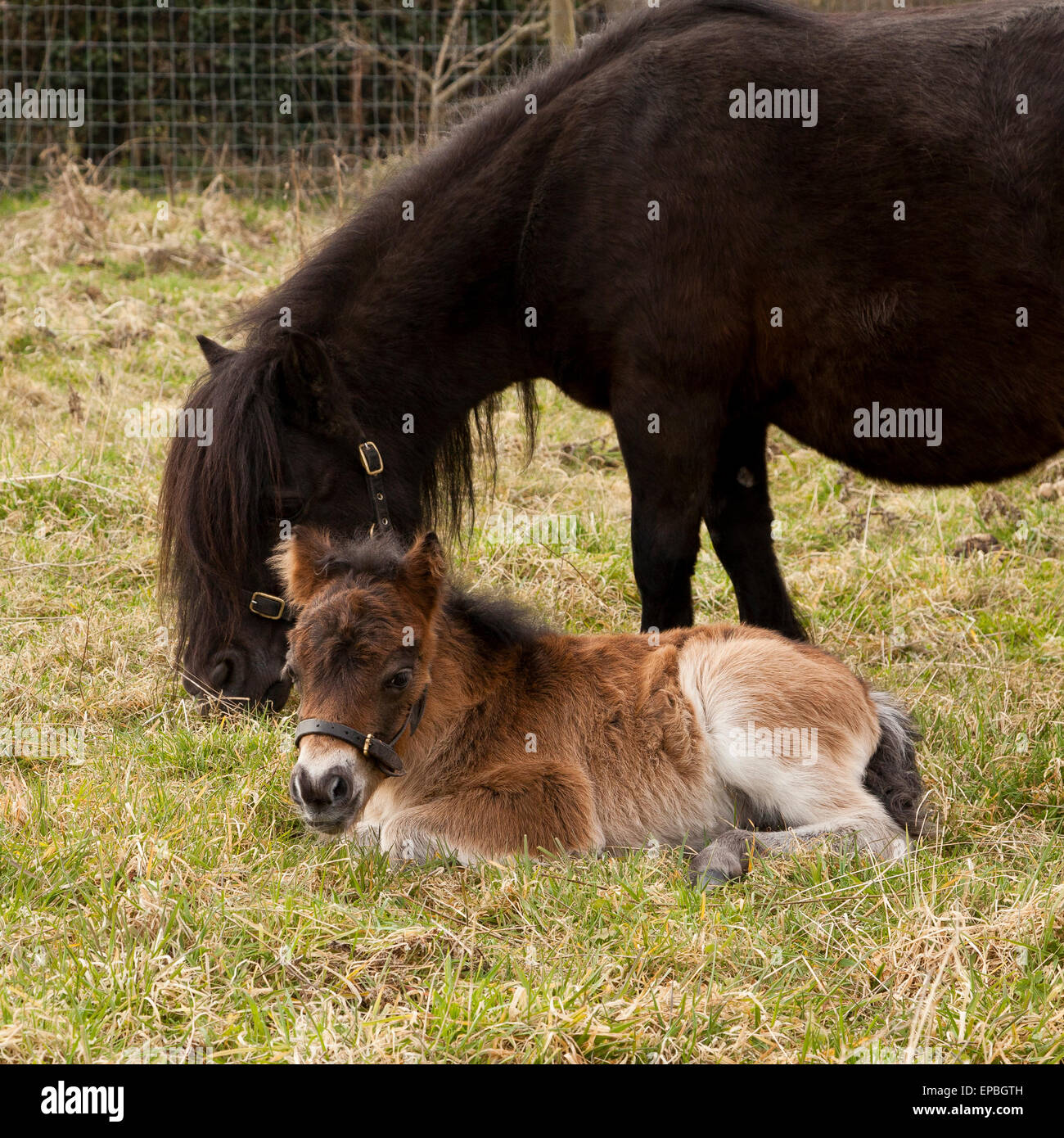 Mlp Sleeping Mare