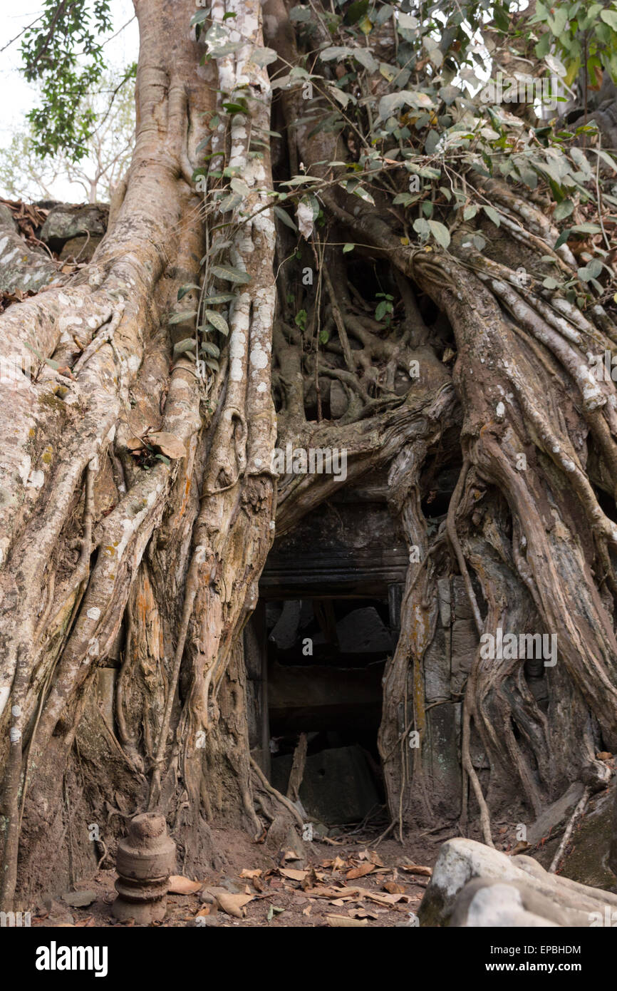 Ancient Khmer architecture. Ta Prohm temple with giant banyan tree at ...