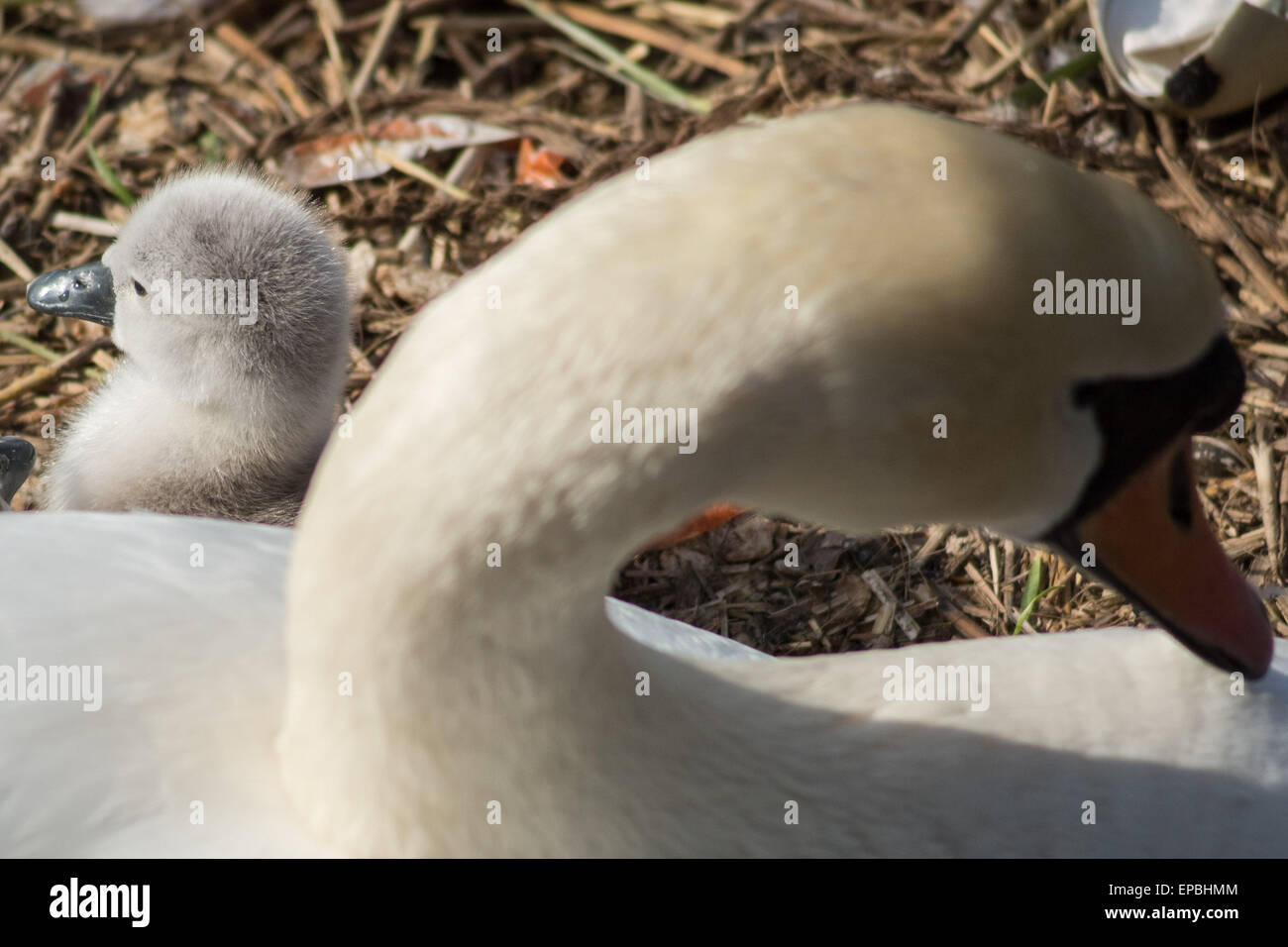 London, UK. 15th May, 2015. Nesting Swan with 1-day old Cygnet ...