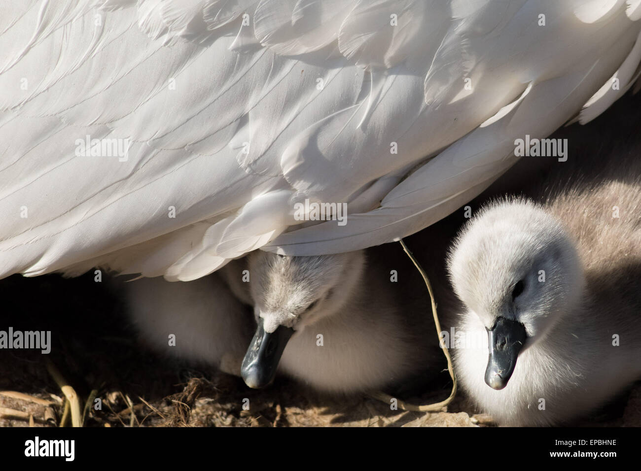 London, UK. 15th May, 2015. Nesting Swan with 1-day old Cygnet ...