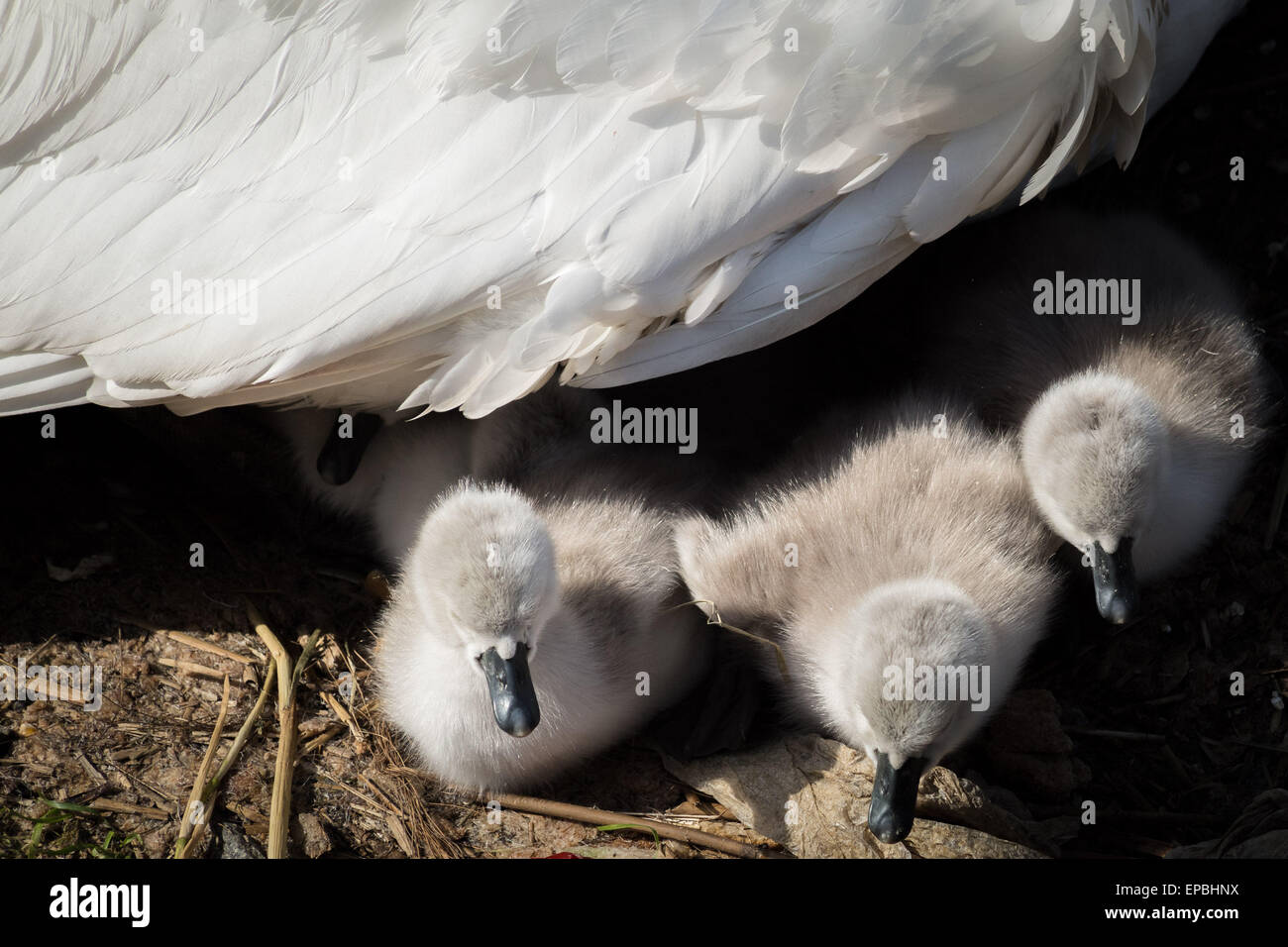 London, UK. 15th May, 2015. Nesting Swan with 1-day old Cygnet ...