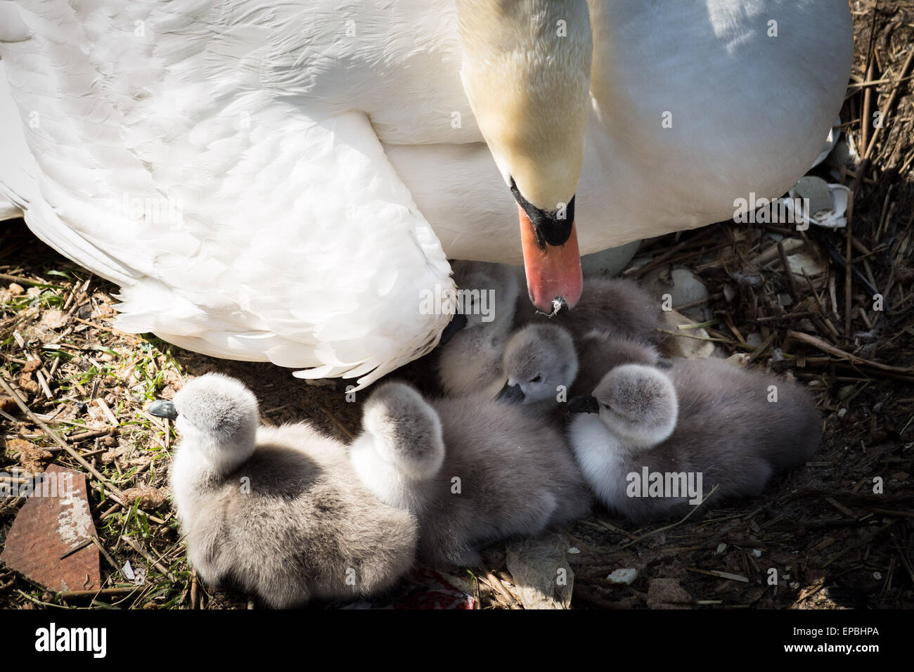 London, UK. 15th May, 2015. Nesting Swan with 1-day old Cygnet ...