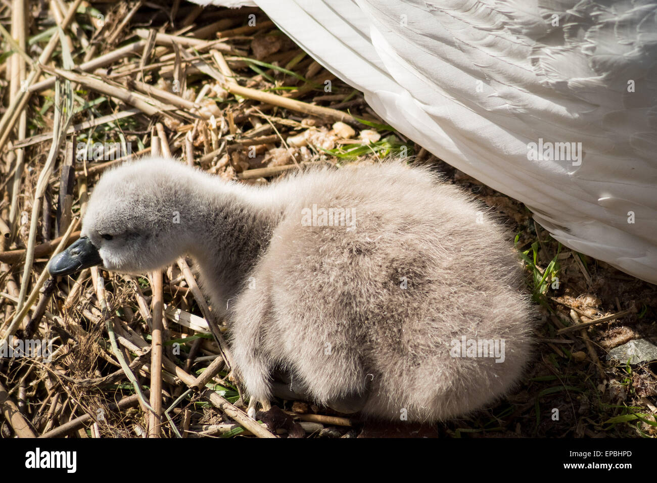 1 day old chicks hi-res stock photography and images - Alamy