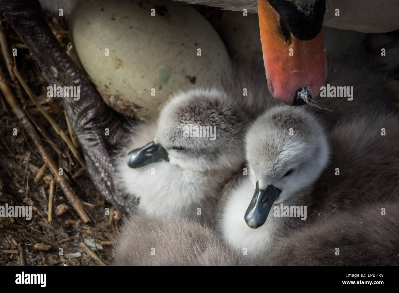 1 day old chicks hi-res stock photography and images - Alamy