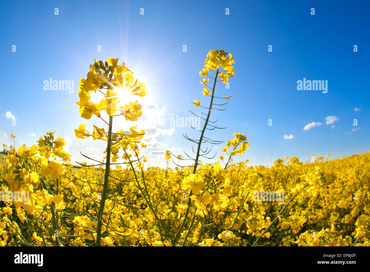 rapeseed flowers over blue sky and sunshine, Groningen, Netherlands ...