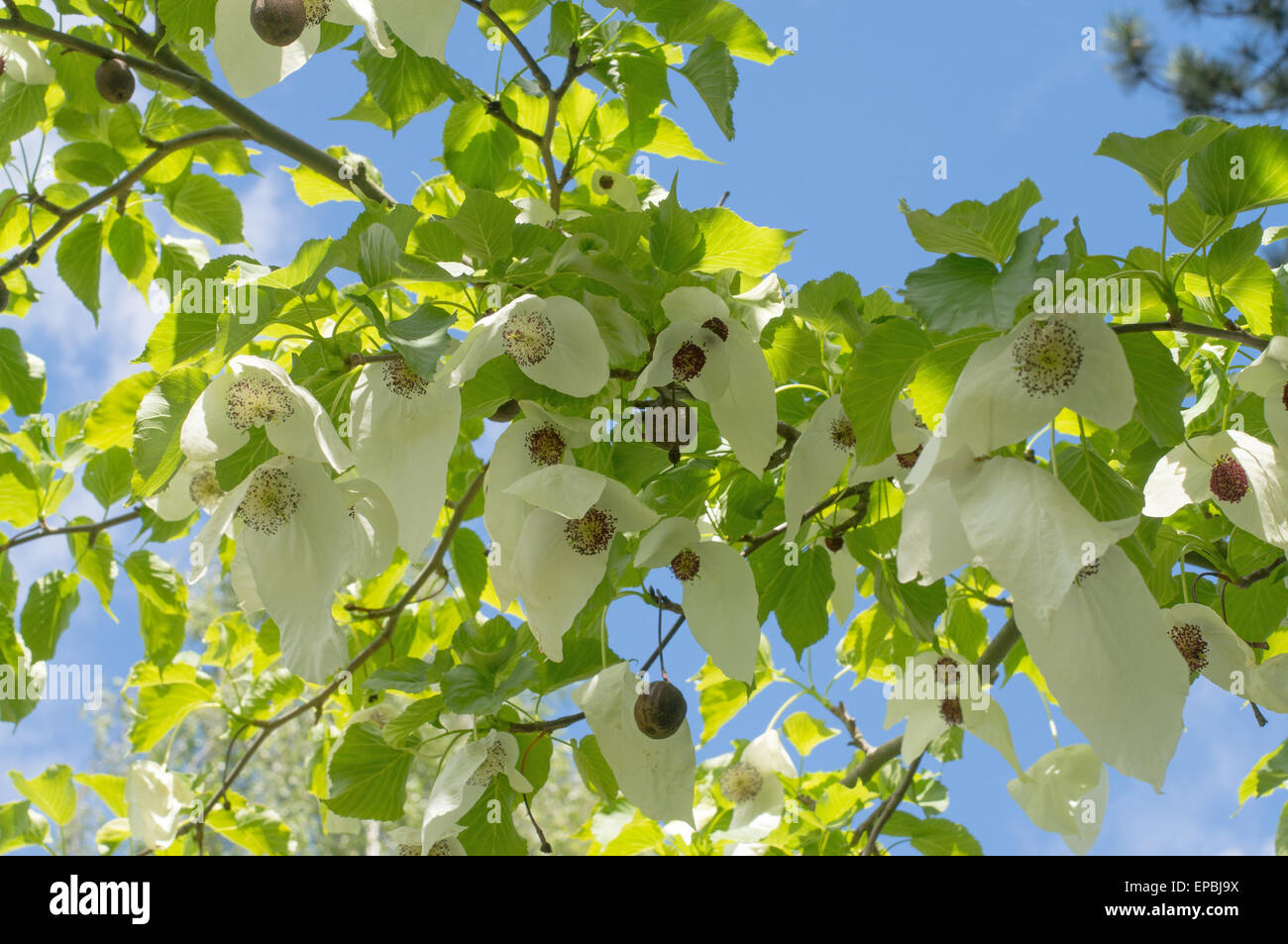 Flowers of the Dove or Ghost tree Davidia Involucrata - Priory Park ...
