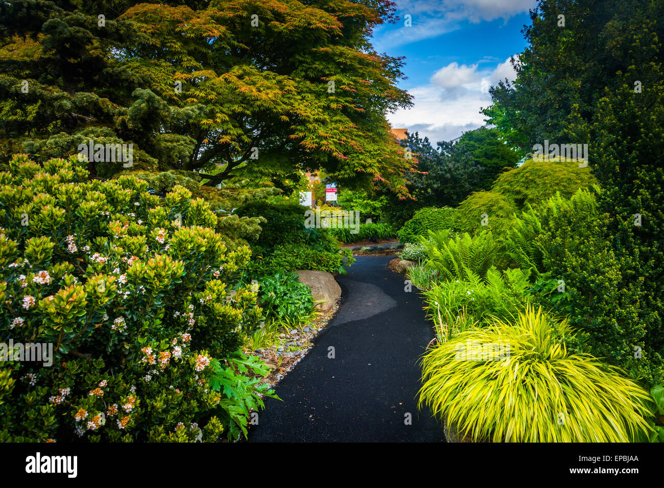 Gardens along a path at the Seattle Center, in Seattle, Washington ...