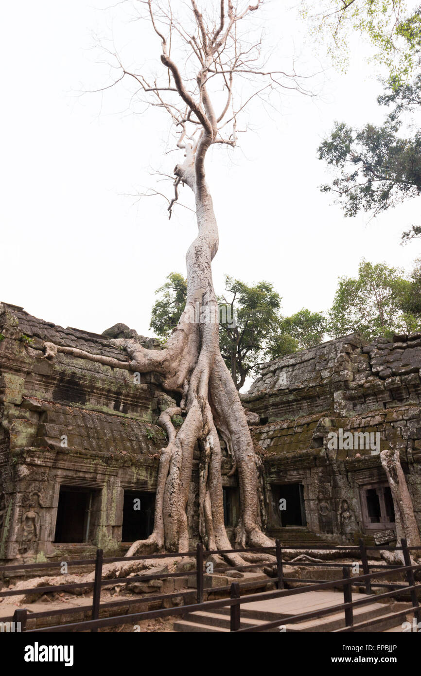 Ancient Khmer architecture. Ta Prohm temple with giant banyan tree at ...