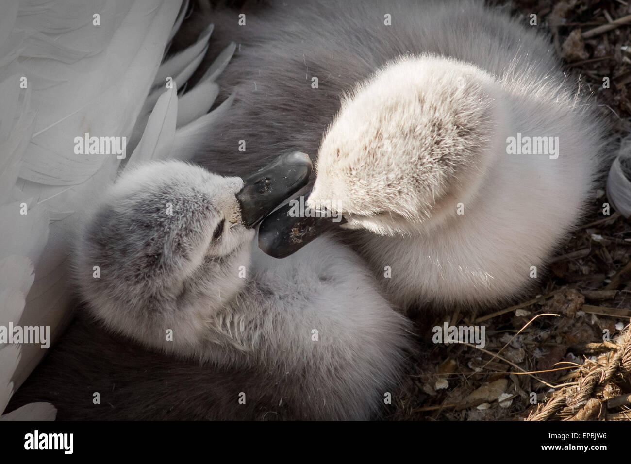 London, UK. 15th May, 2015. Nesting Swan with 1-day old Cygnet ...