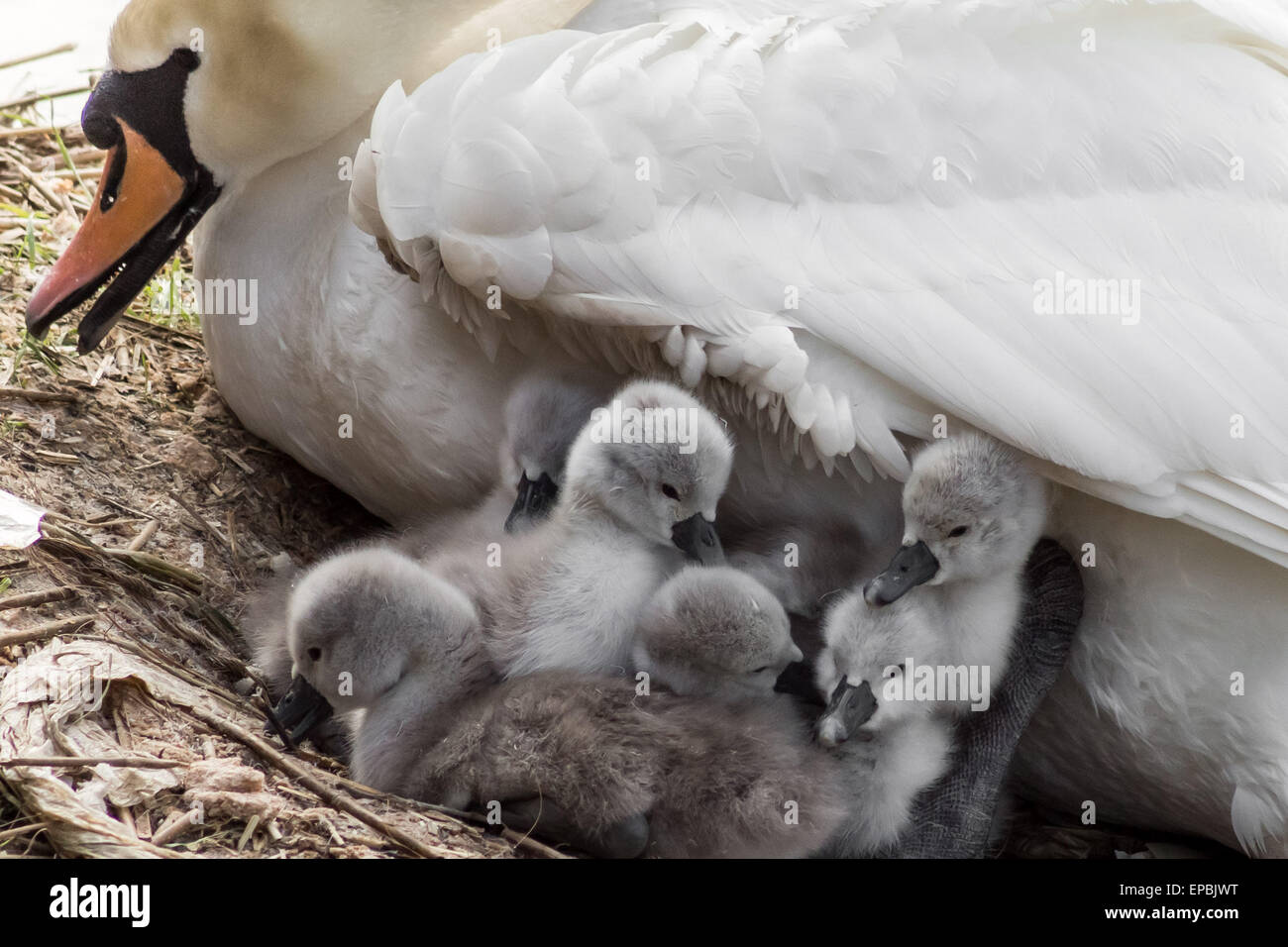 London, UK. 15th May, 2015. Nesting Swan with 1-day old Cygnet ...
