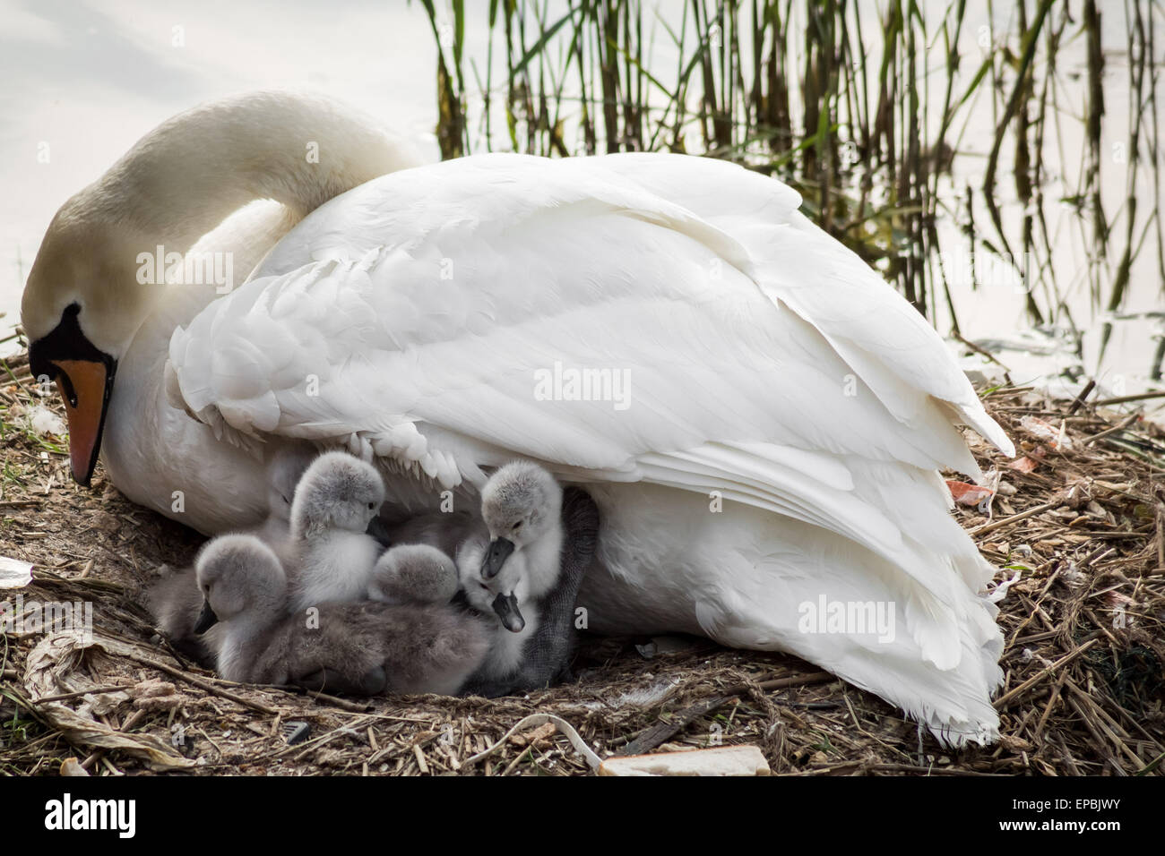 1 day old chicks hi-res stock photography and images - Alamy