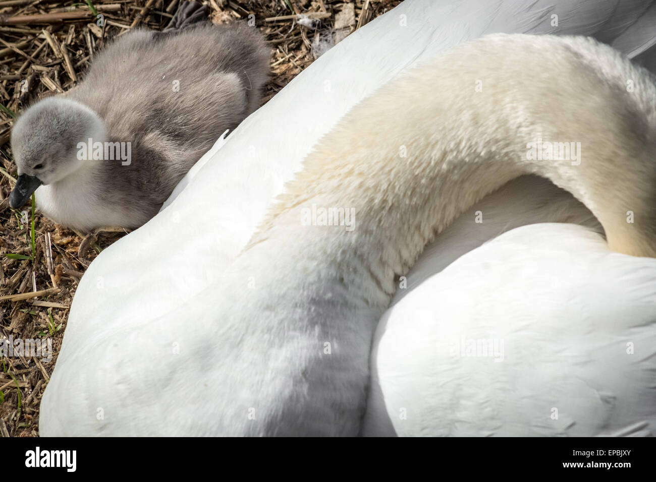 London, UK. 15th May, 2015. Nesting Swan with 1-day old Cygnet ...