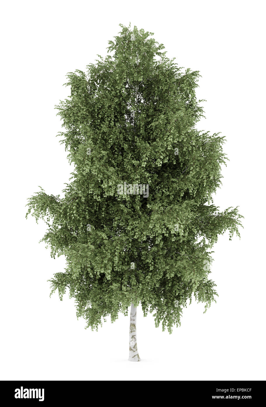Silver birch or warty birch Cut Out Stock Images & Pictures - Alamy