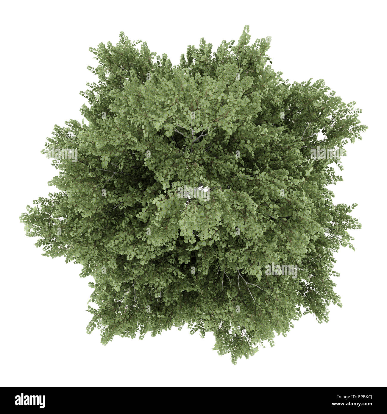 Top view silver birch tree hi-res stock photography and images - Alamy