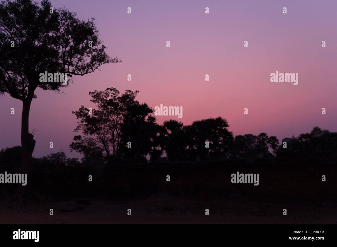 The sunset tree hi-res stock photography and images - Alamy