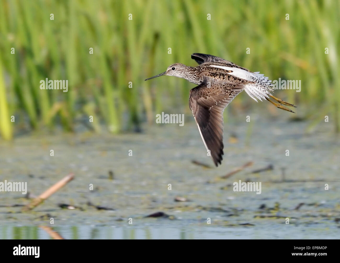 Flying Marsh Sandpiper above the Marsh Stock Photo - Alamy