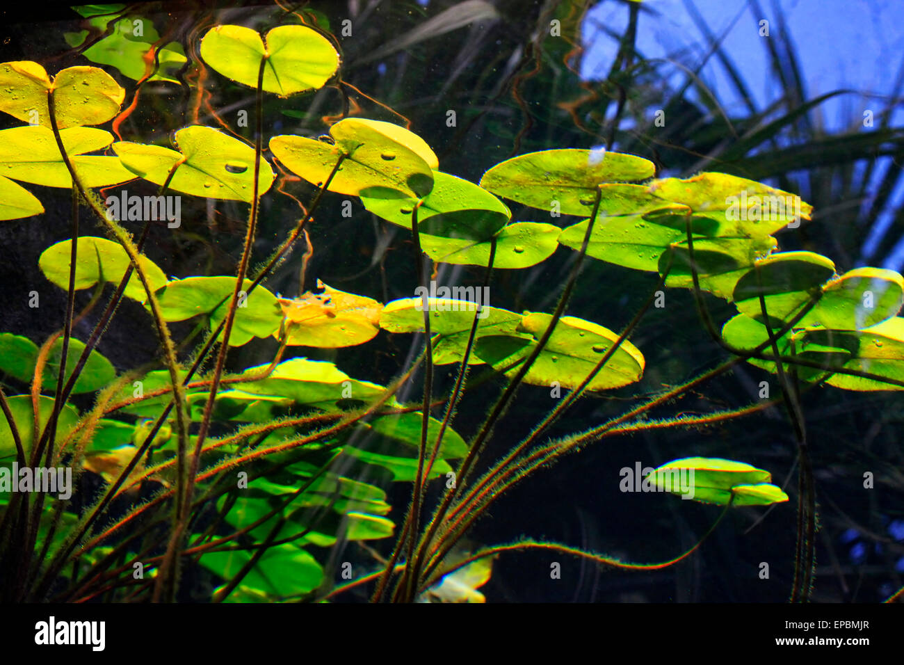 Underwater plant hi-res stock photography and images - Alamy