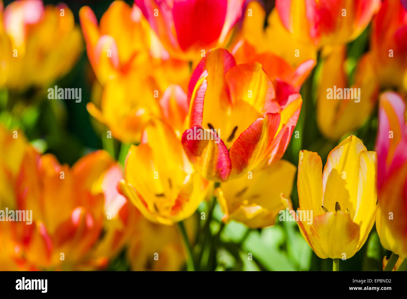 Awesome yellow and red tulip hi-res stock photography and images - Alamy