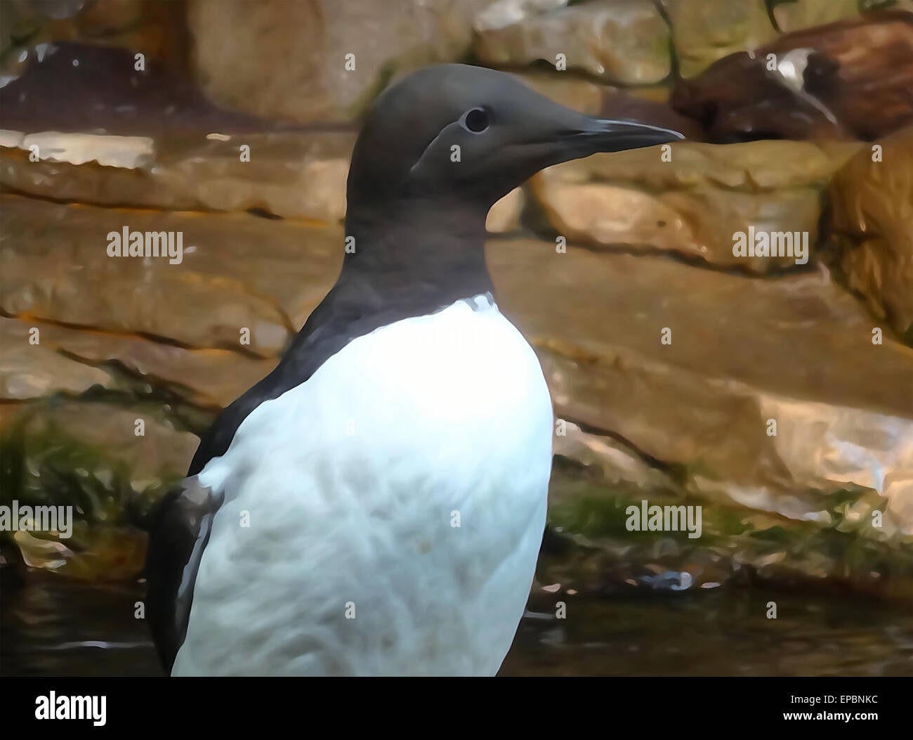 Alcidae bird hi-res stock photography and images - Alamy