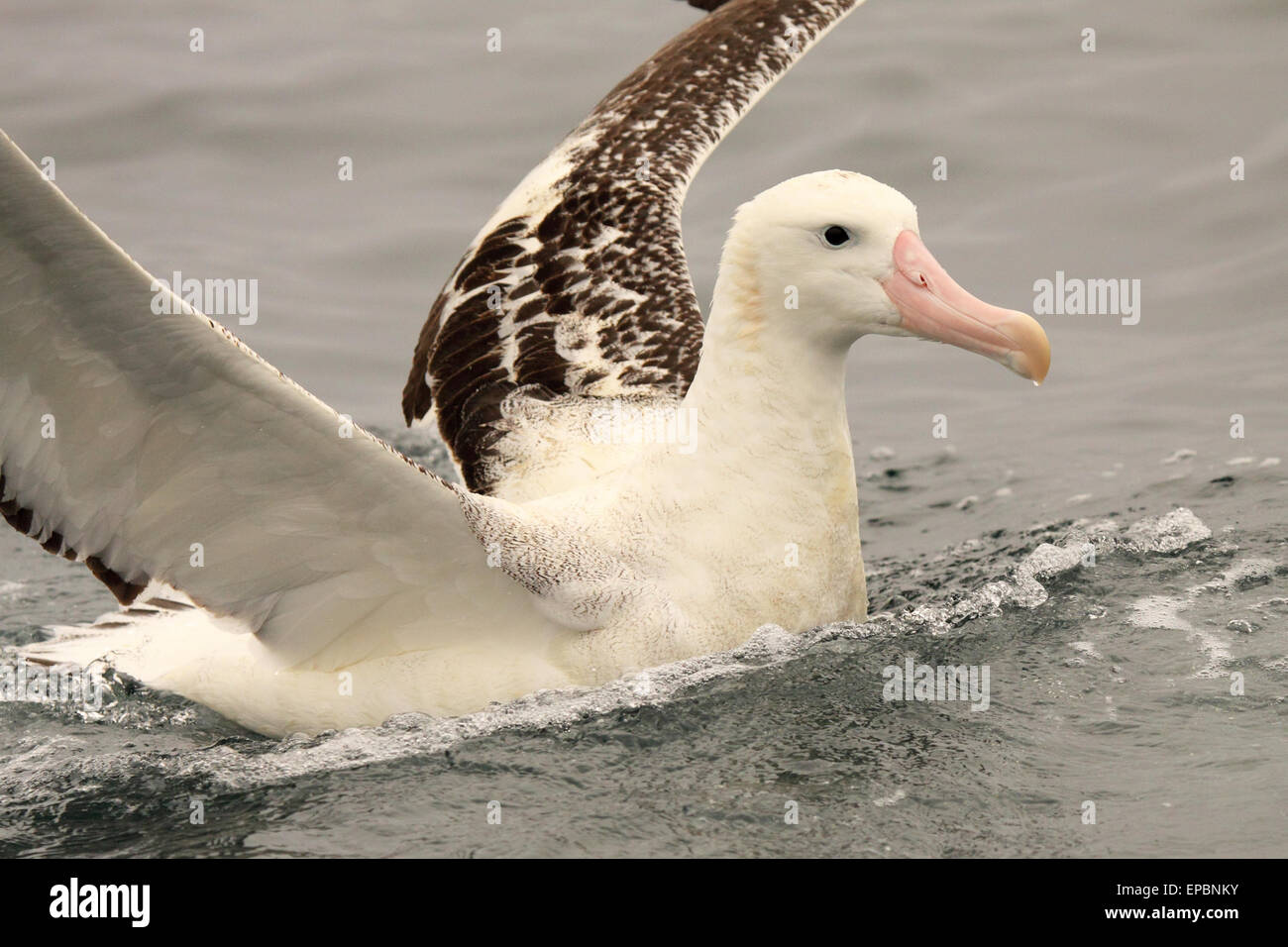 A Wandering Albatross landing on the Pacific Ocean Stock Photo - Alamy