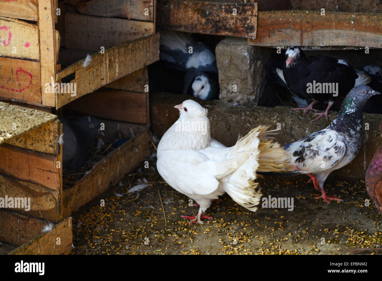 House of pigeons hi-res stock photography and images - Alamy