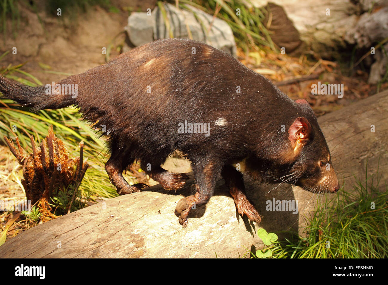 Tasmanian Devil Behavior