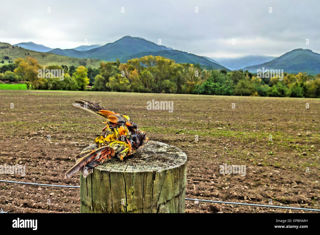 A Yellowhammer dead on a fence post in a farm field Stock Photo - Alamy