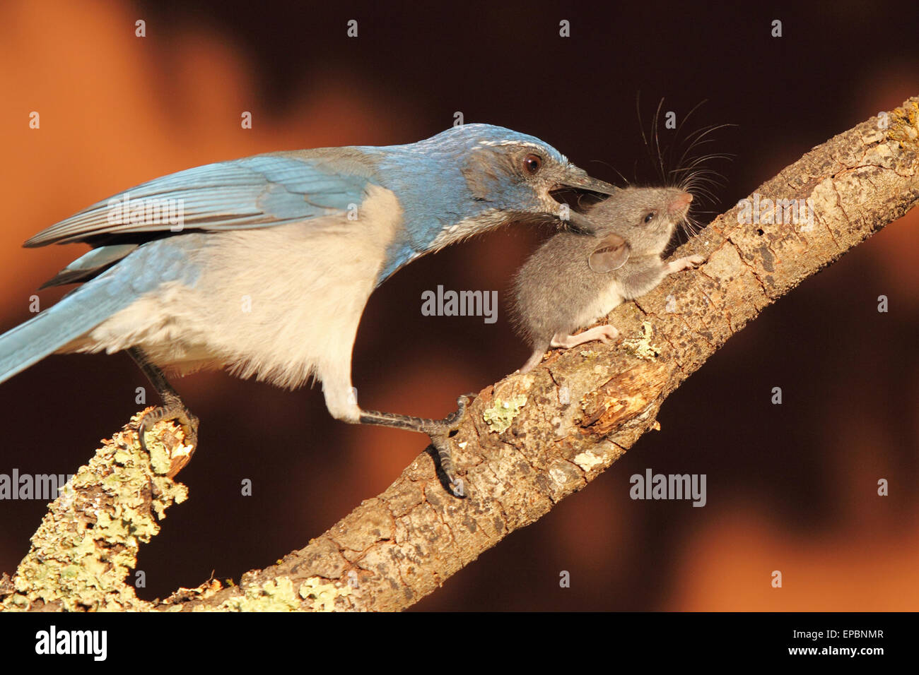 Meadow jumping mouse hi-res stock photography and images - Alamy