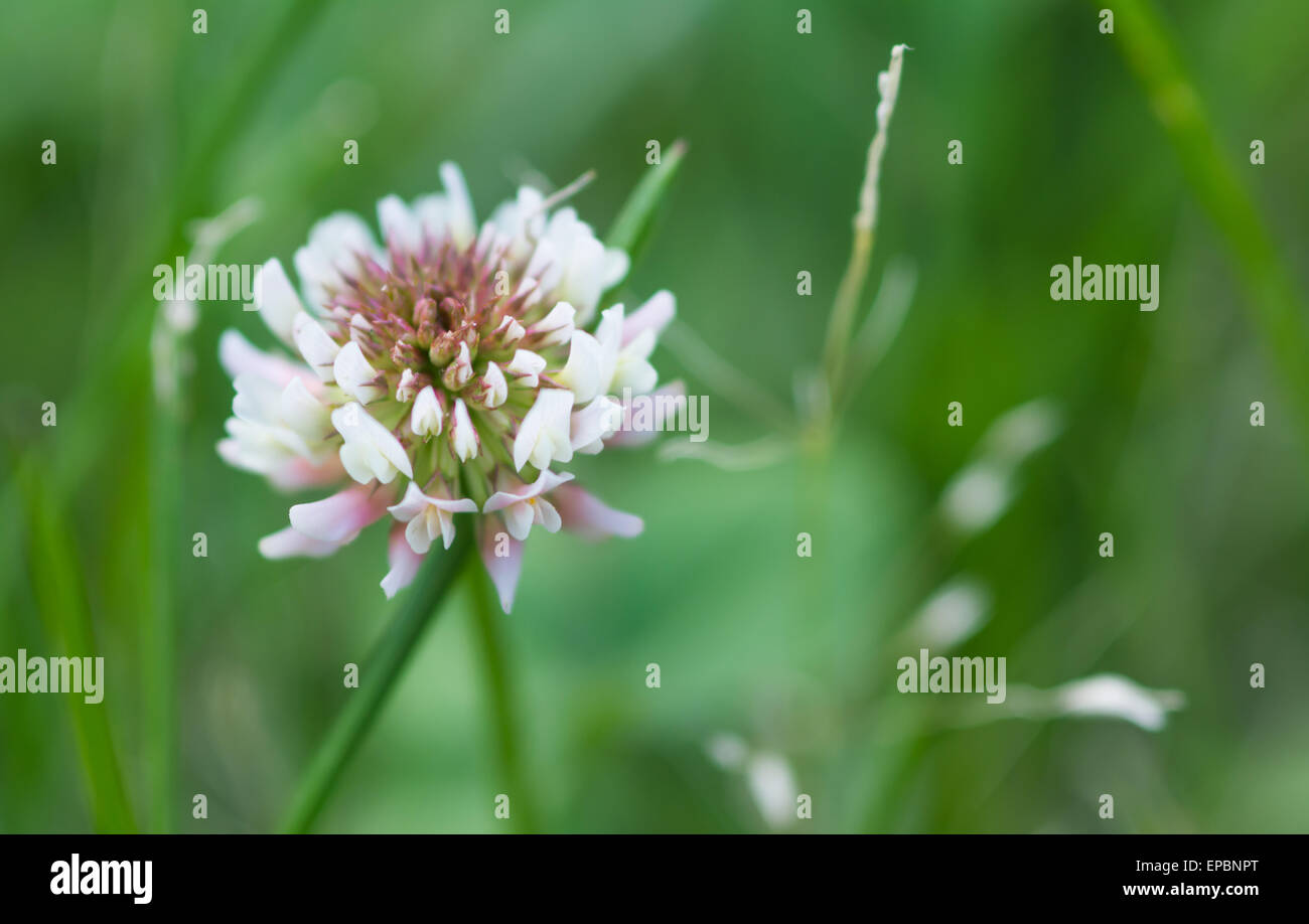 White or Dutch clover flower Stock Photo - Alamy