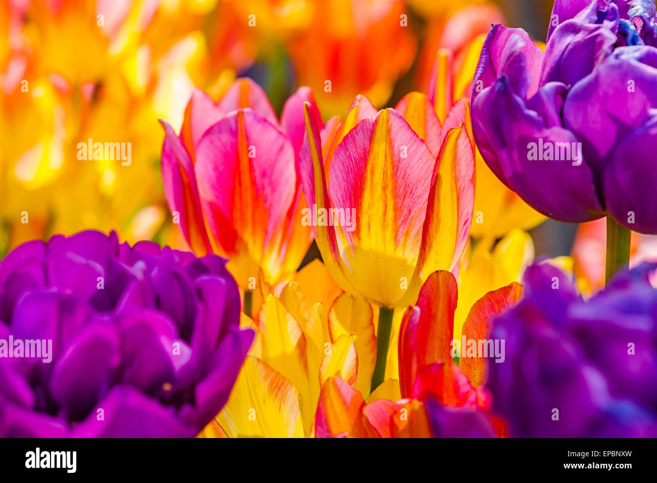 Awesome yellow and red tulip hi-res stock photography and images - Alamy