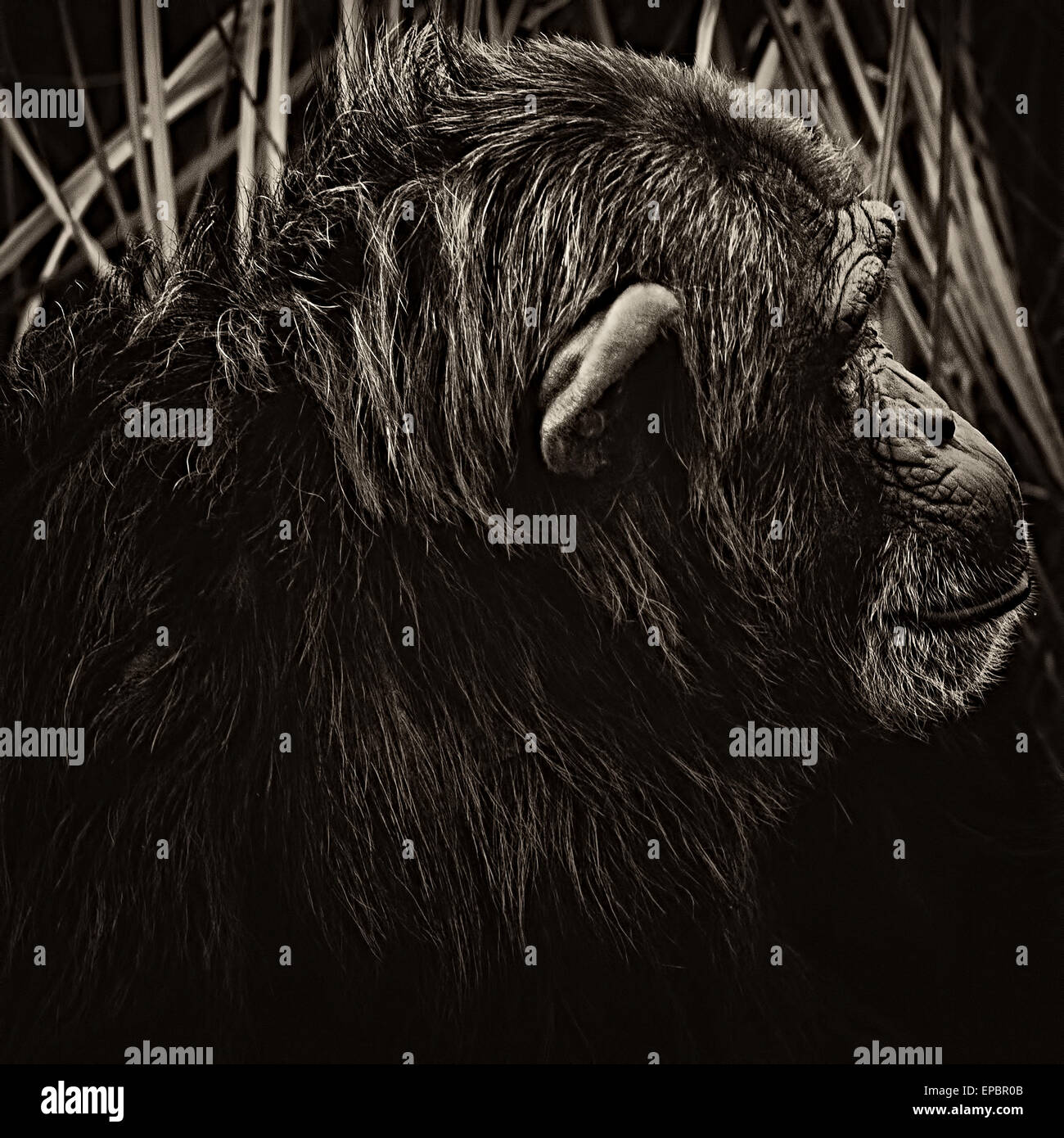 Chimpanzee close up head hi-res stock photography and images - Alamy