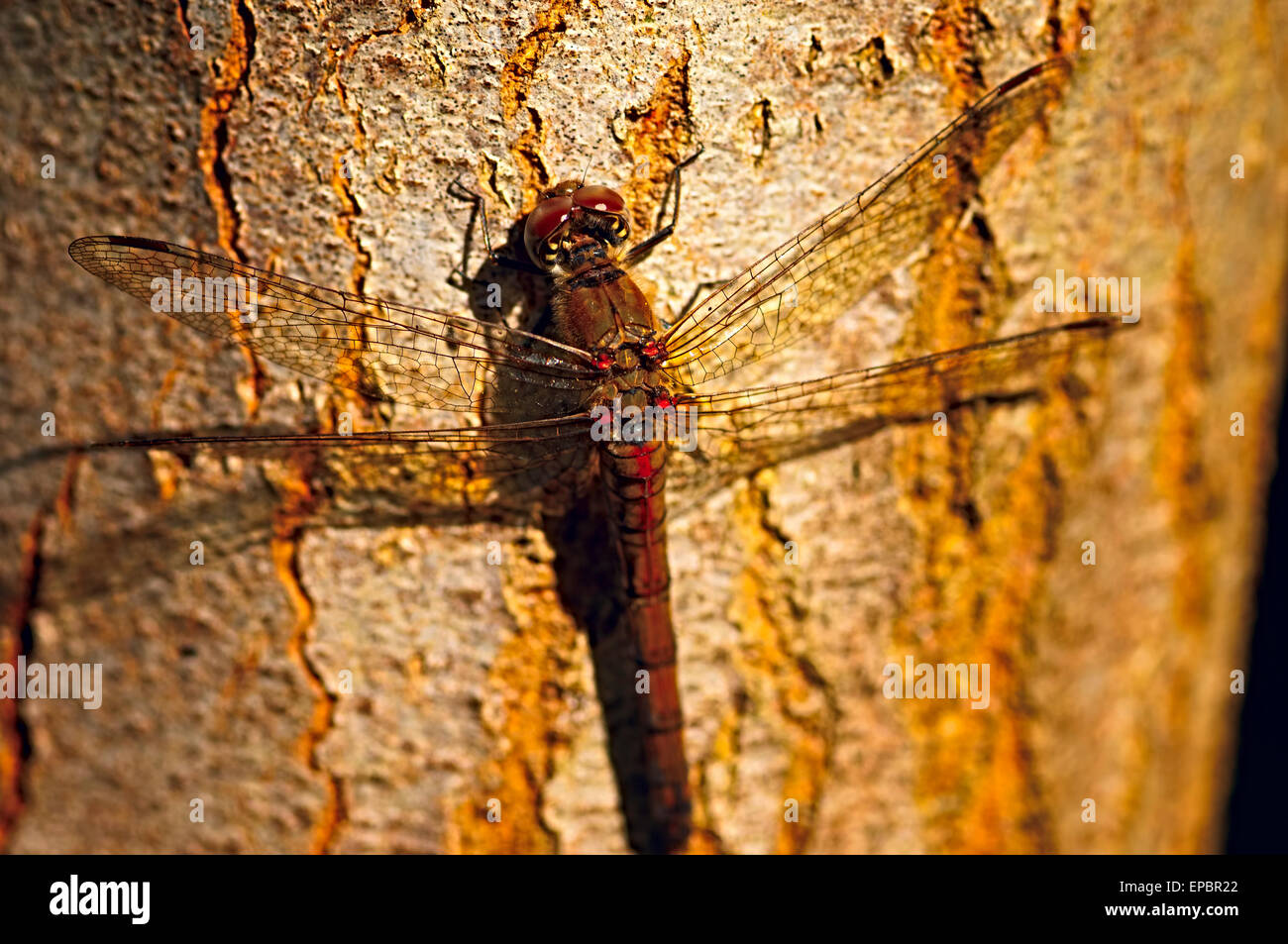 Animal dragonfly hi-res stock photography and images - Alamy