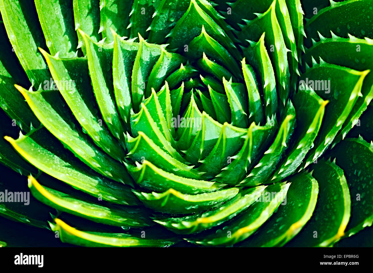 Close-up of Spiral Aloe (Aloe polyphylla), Ellerslie, Auckland, New ...