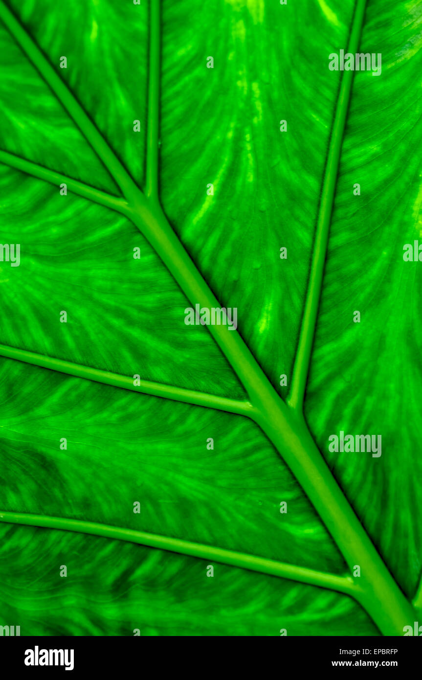 Full frame shot of palm leaf Stock Photo - Alamy