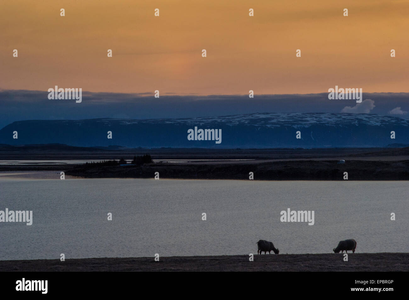 Pictures of sheep hi-res stock photography and images - Alamy