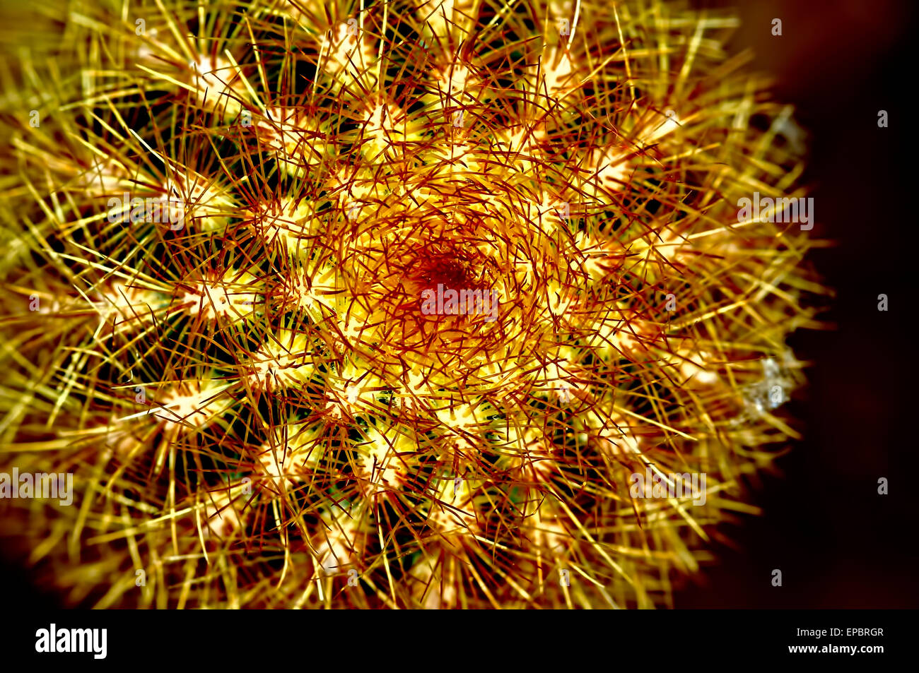 Cereus icosagonus hi-res stock photography and images - Alamy
